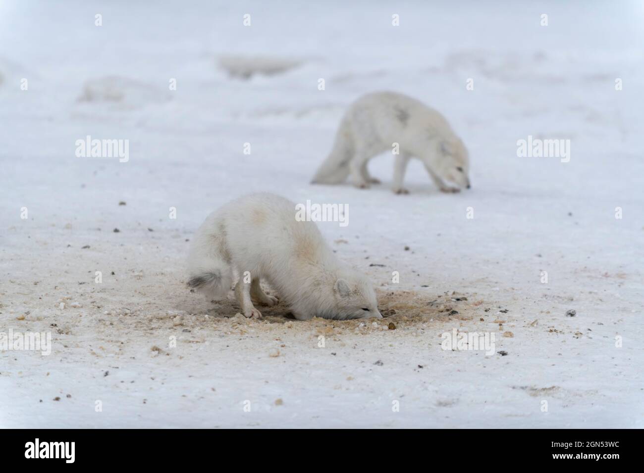 Fox digging hi-res stock photography and images - Alamy