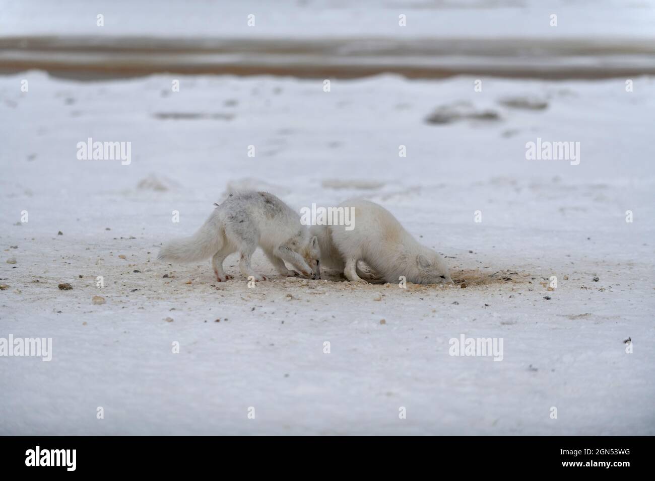 Wild arctic fox digging snow on the beach. White arctic fox looking for ...