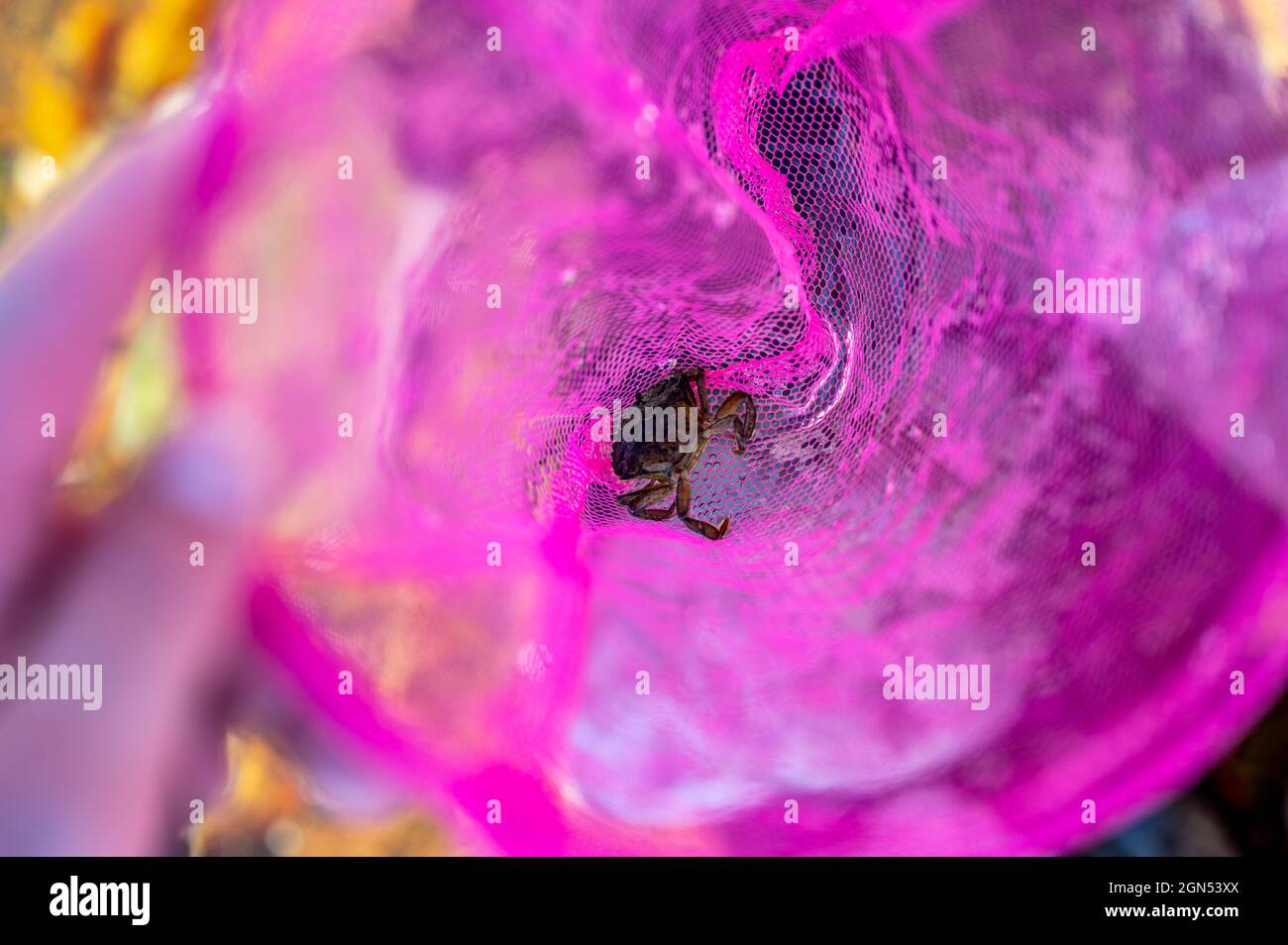 Crab in tidal pool hi-res stock photography and images - Alamy