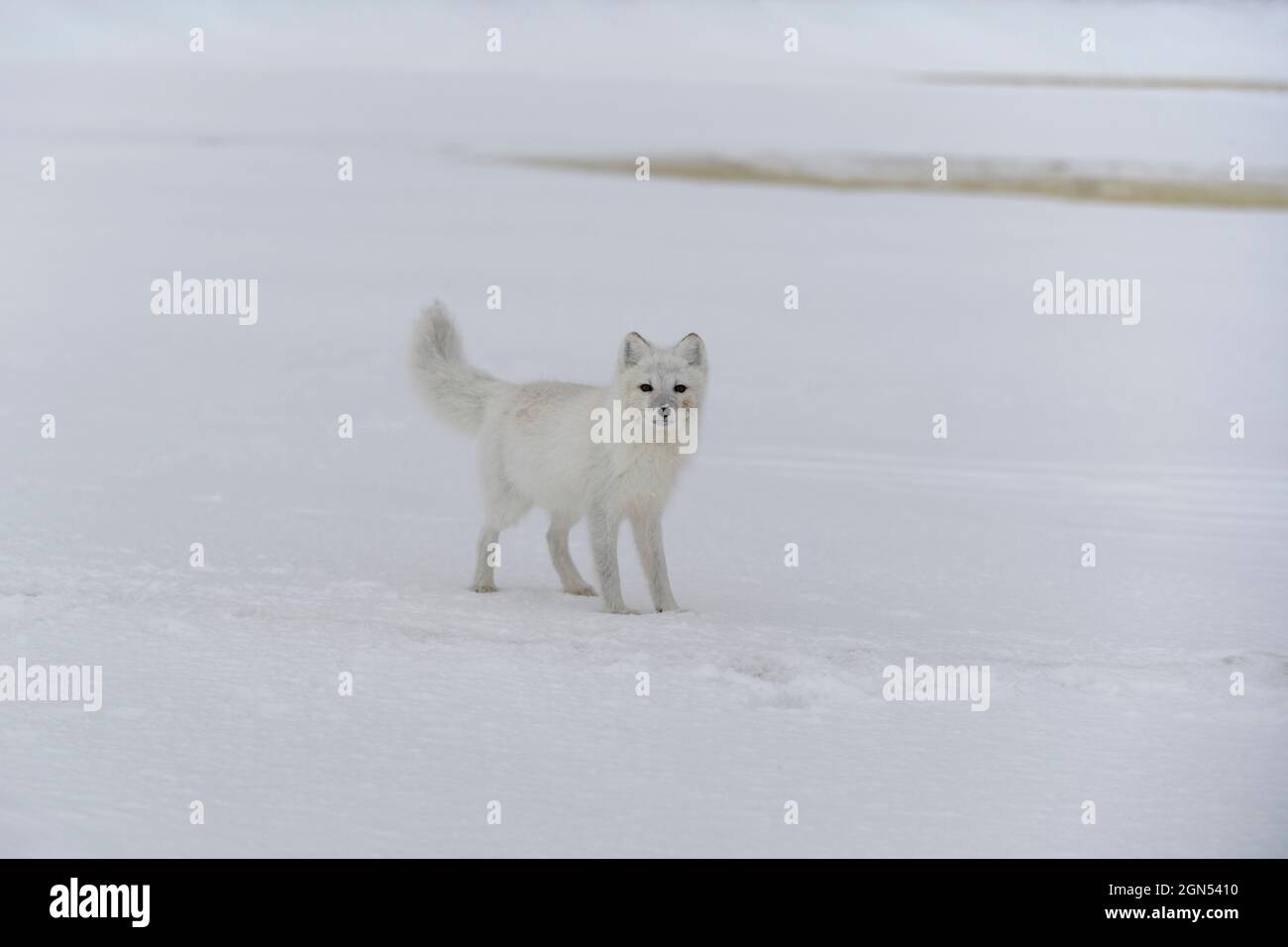 Happy arctic fox in winter tundra. Funny arctic fox Stock Photo - Alamy
