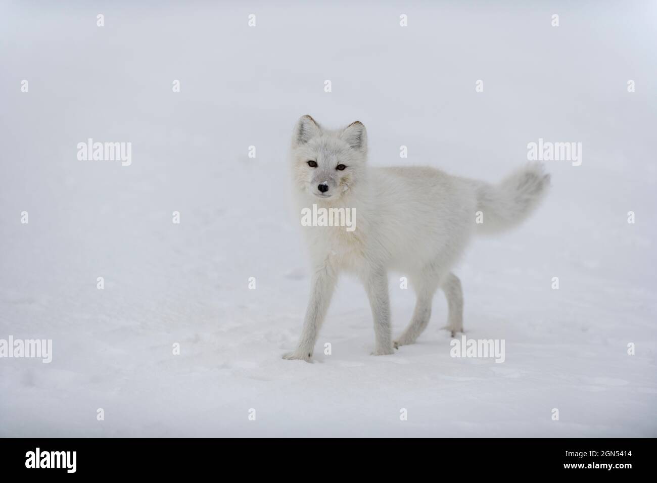 Happy arctic fox in winter tundra. Funny arctic fox Stock Photo - Alamy