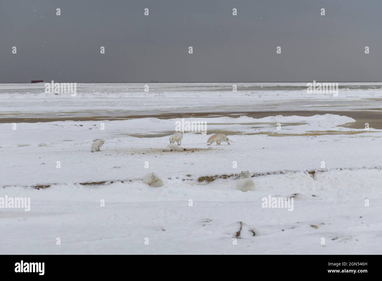 Pack of arctic foxes (Vulpes Lagopus) in wilde tundra Stock Photo - Alamy