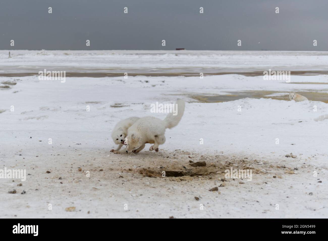 Wild arctic foxes fighting in tundra in winter time. White arctic fox ...
