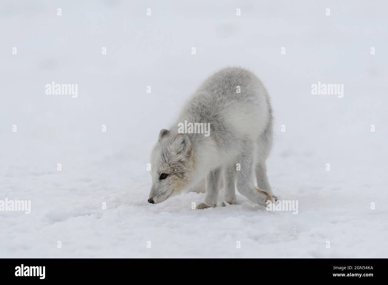 Young arctic fox in winter tundra. Grey arctic fox puppy Stock Photo ...