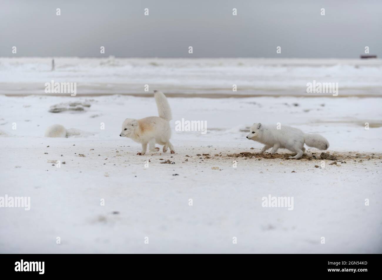 Wild arctic foxes fighting in tundra in winter time. White arctic fox ...