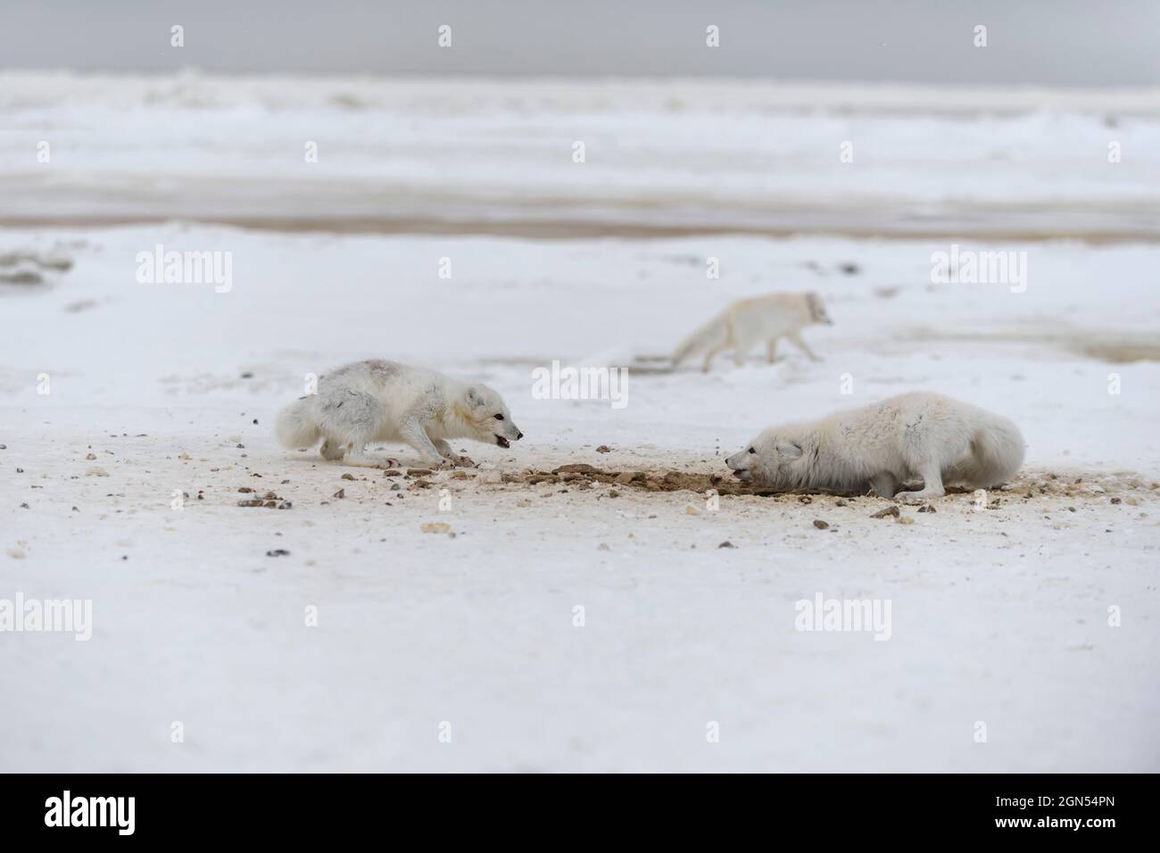 Wild arctic foxes fighting in tundra in winter time. White arctic fox ...