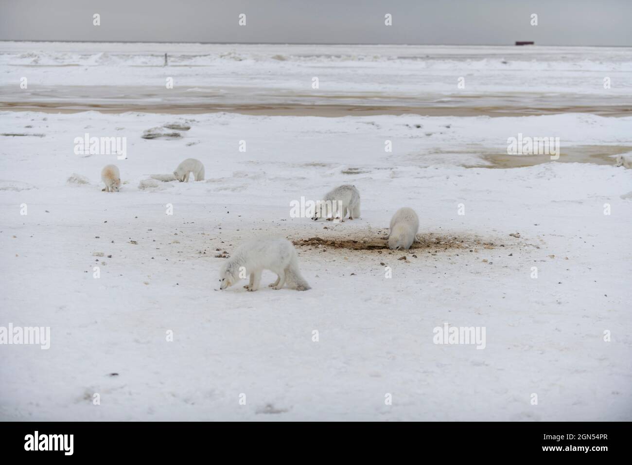 Wild arctic fox digging snow on the beach. White arctic fox looking for ...