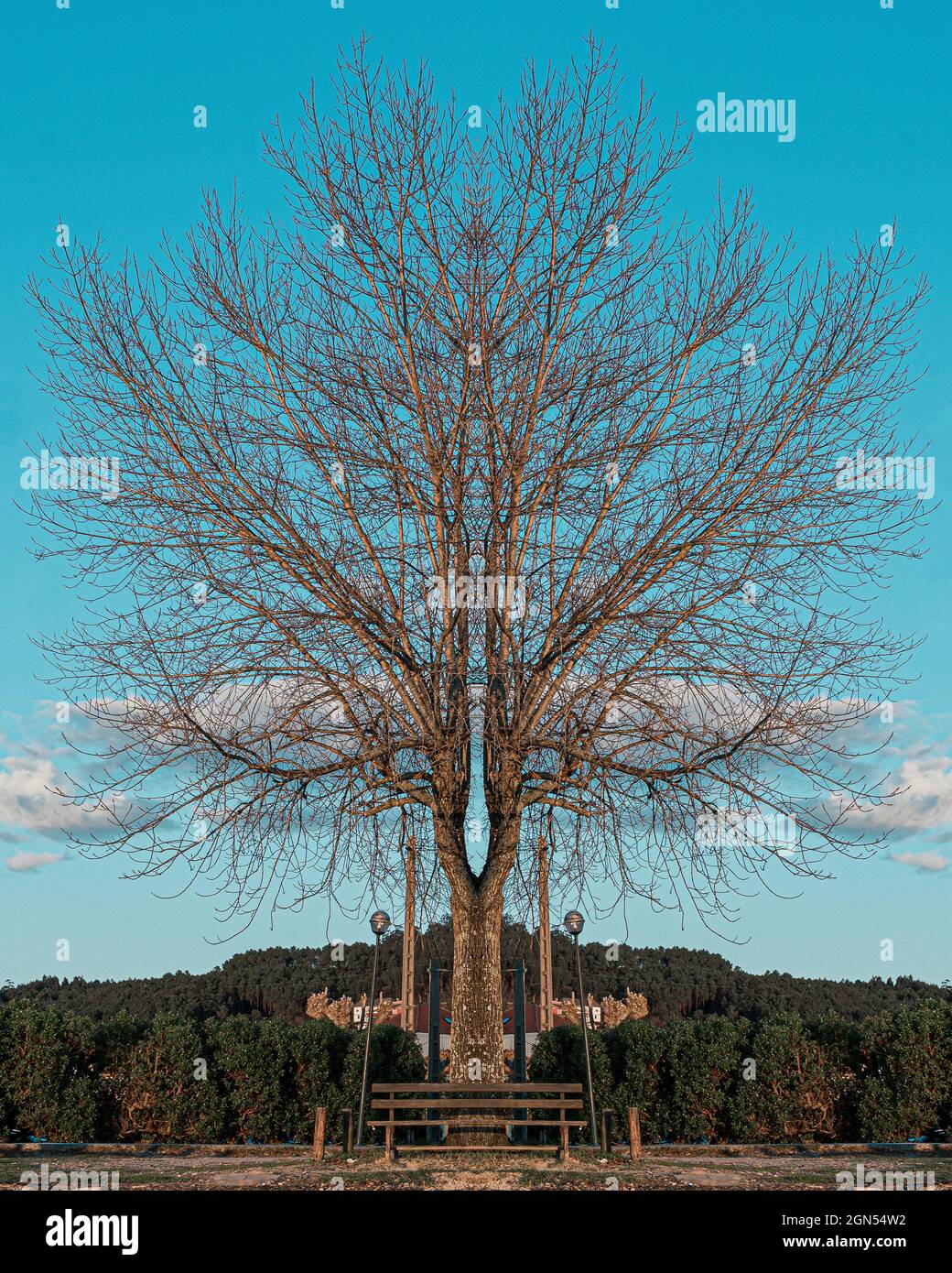 The symmetry of a tree Stock Photo - Alamy