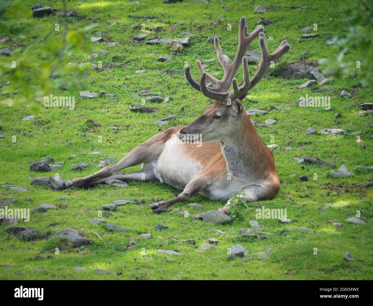 Deer head bucket hi-res stock photography and images - Alamy