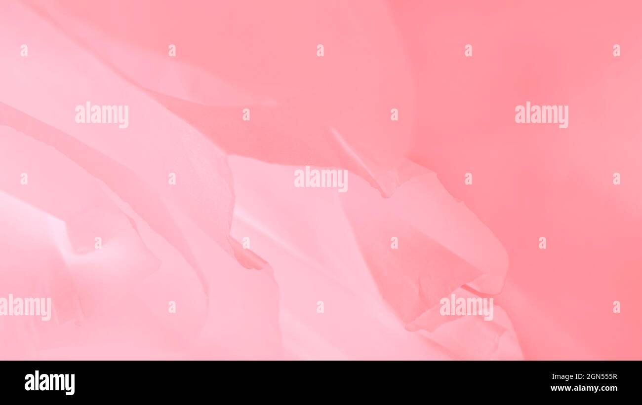 Pink coral color flying satin texture, 16 on 9 abstract blurred ...