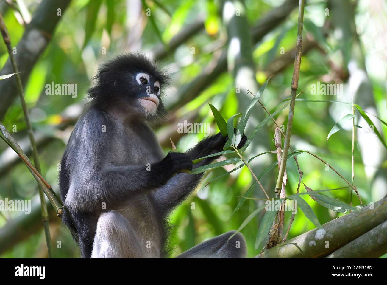 Eating Bamboo Leaves, Dusky Leaf Monkey, Trachypithecus obscurus ...