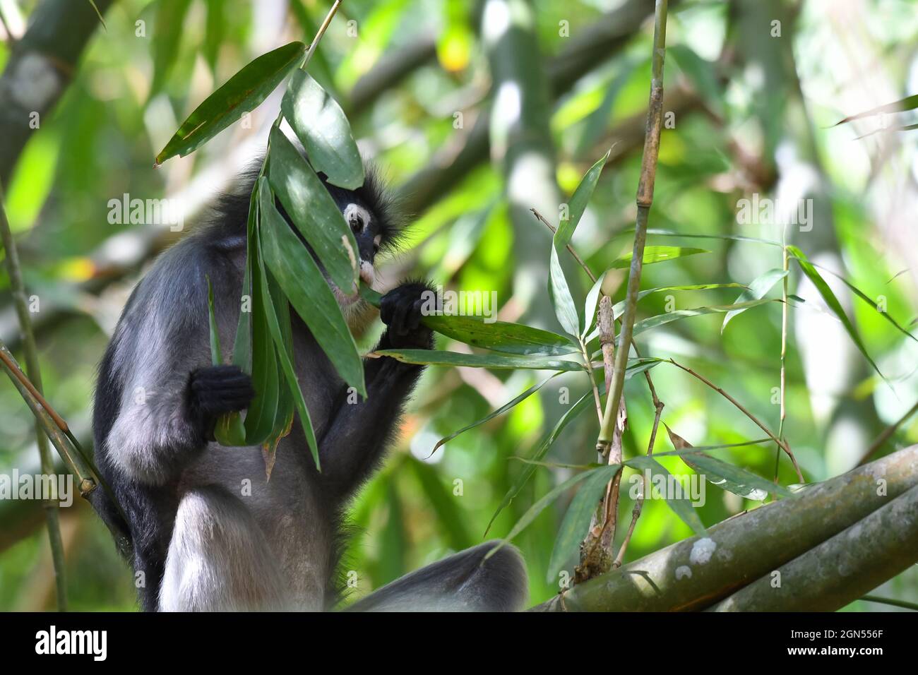Eating Bamboo Leaves, Dusky Leaf Monkey, Trachypithecus obscurus ...