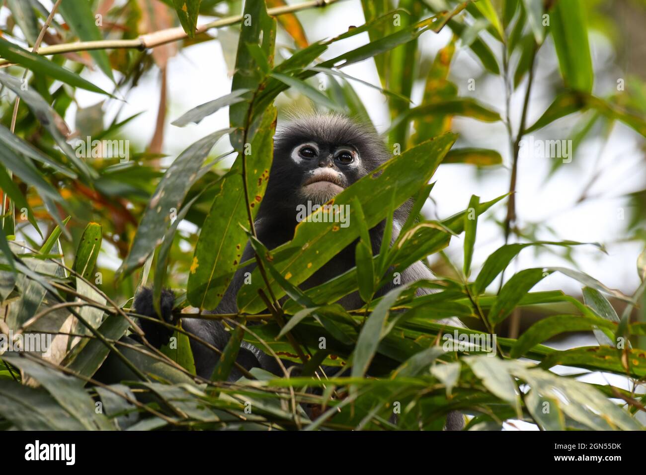 Looking up, Dusky Leaf Monkey, Trachypithecus obscurus, Endangered, 004 ...