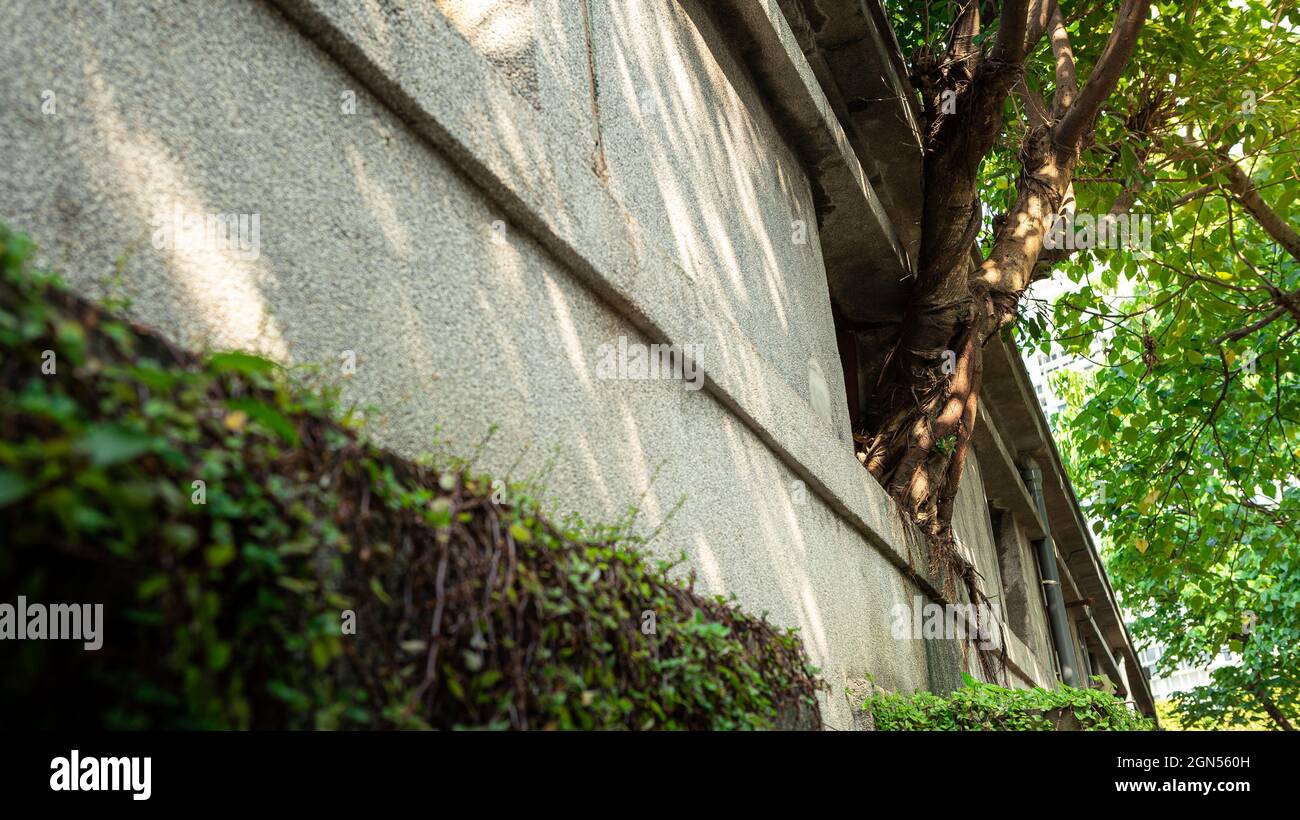 A single tree that has grown on the exterior of ancient stone wall with ...