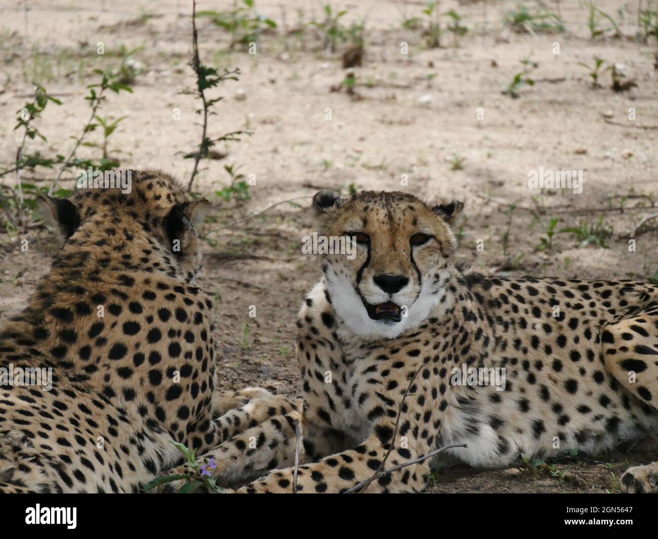 Natural view of cheetahs lying down on the ground Stock Photo - Alamy