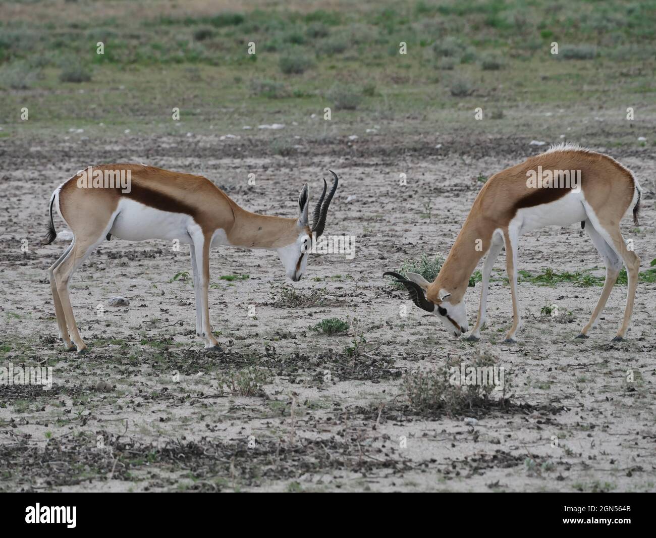 Natural view of antelopes walking on the zoo Stock Photo - Alamy
