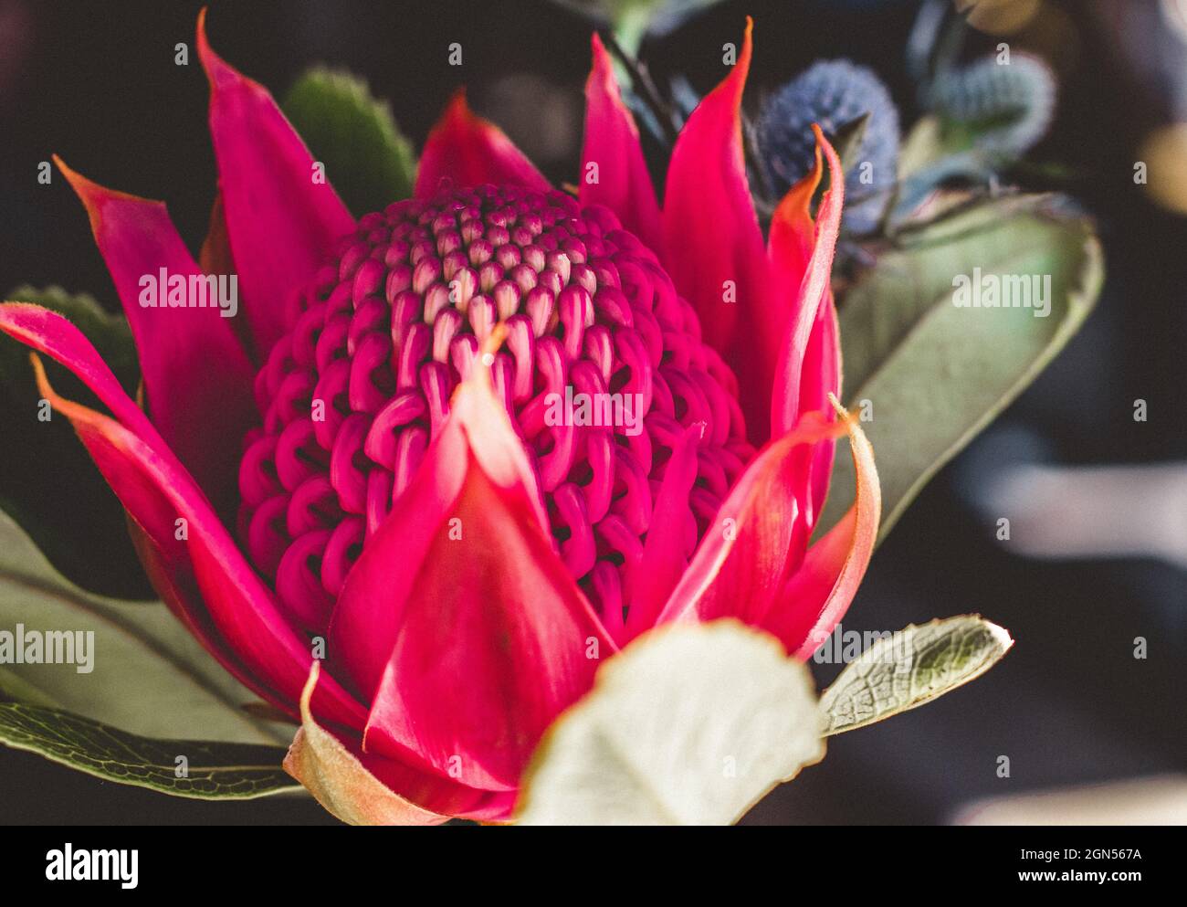 Closeup of Waratah, Telopea. The most well-known species in this genus ...