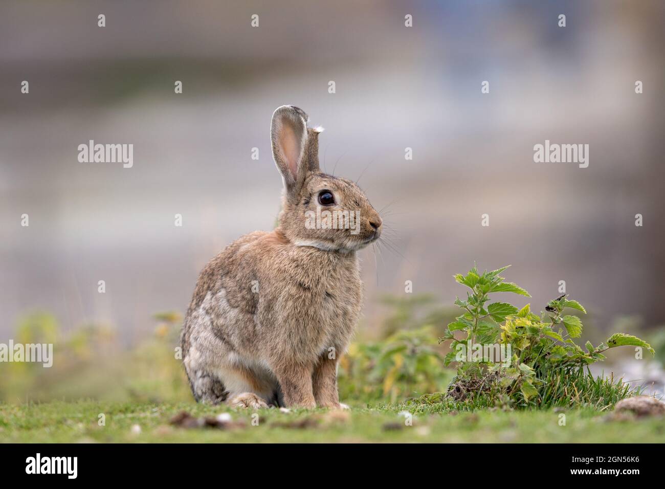 Rabbit garden damage hi-res stock photography and images - Alamy