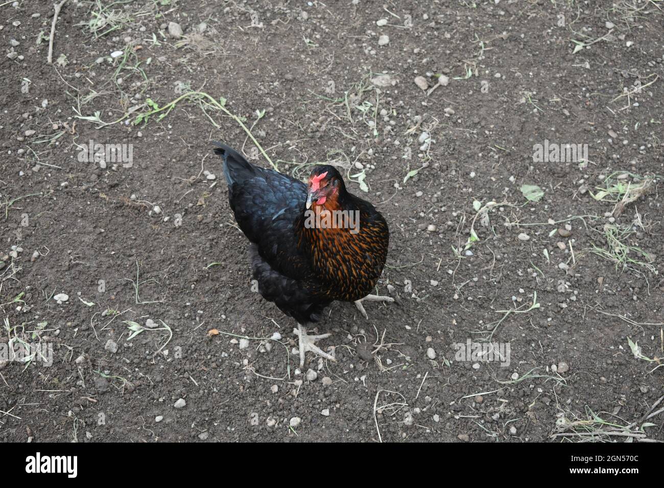 High angle shot of a chicken on the ground Stock Photo - Alamy
