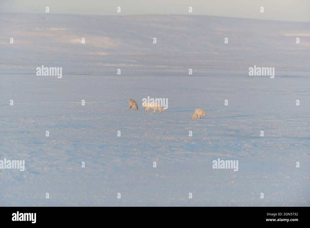 Pack of arctic foxes (Vulpes Lagopus) in wilde tundra Stock Photo - Alamy
