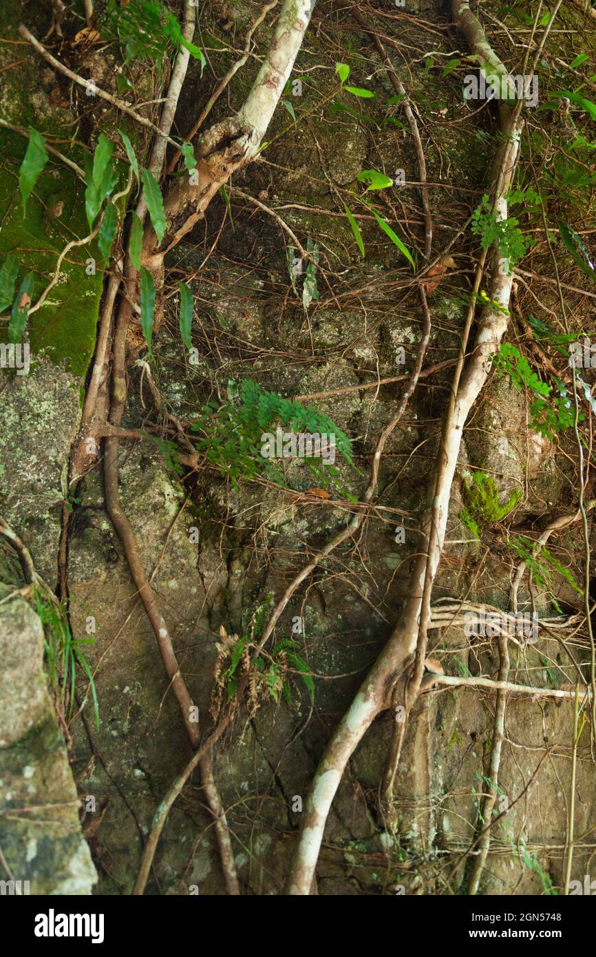 Foliage on thin trees; nature of jungles Stock Photo - Alamy