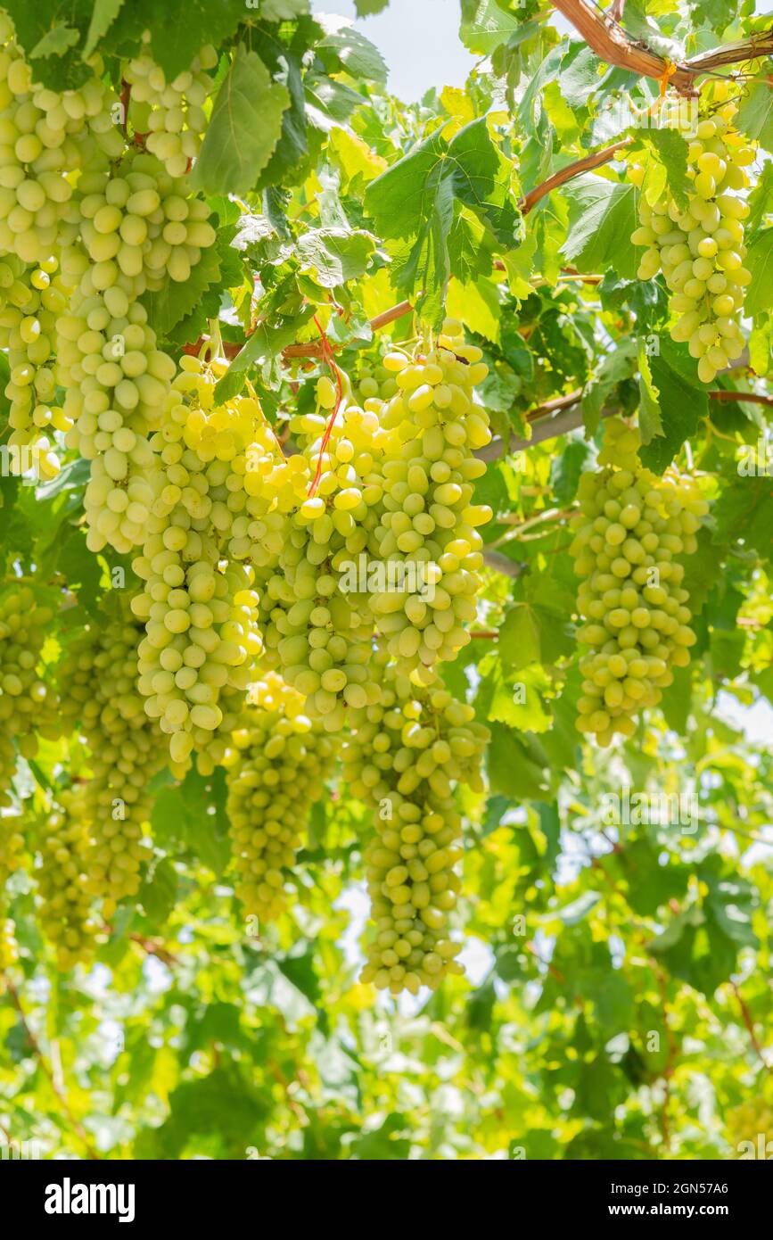Grapes Crete Greece High Resolution Stock Photography and Images - Alamy