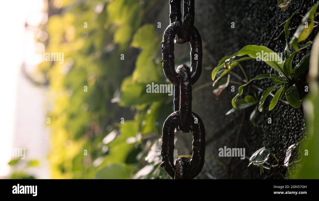 Thick rusty chain hanging from a wall with green leaves of plants while ...