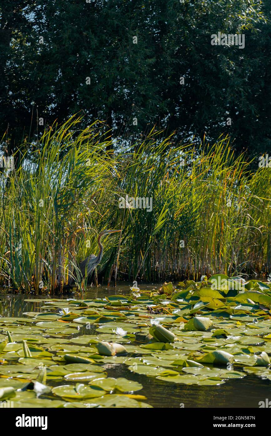 Shot of water lily leaves and reeds in the water on the background of ...