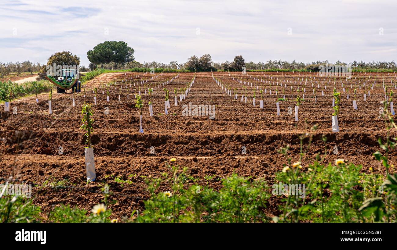 Seeding vegetation hi-res stock photography and images - Alamy