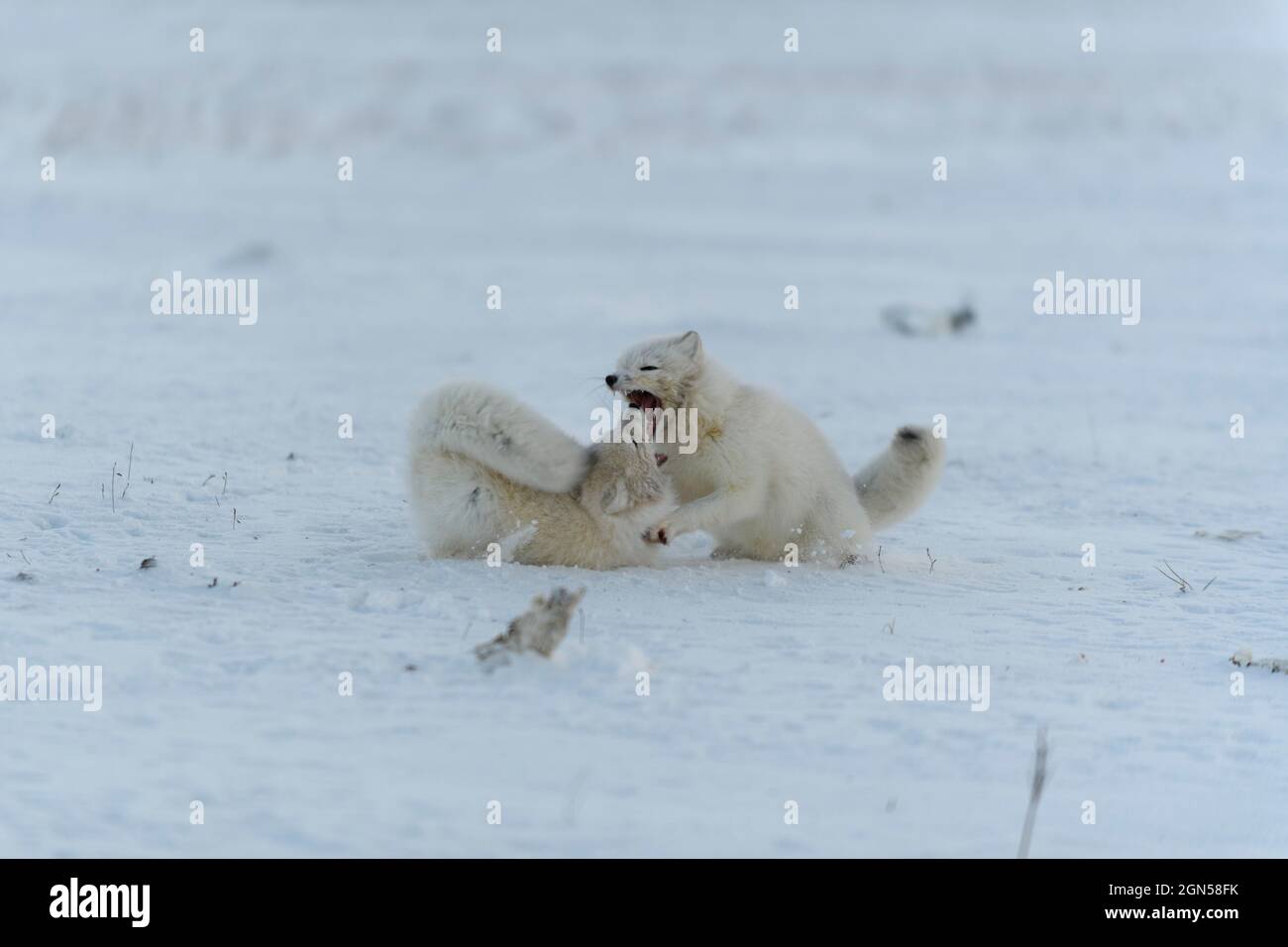 Wild arctic foxes fighting in tundra in winter time. White arctic fox ...