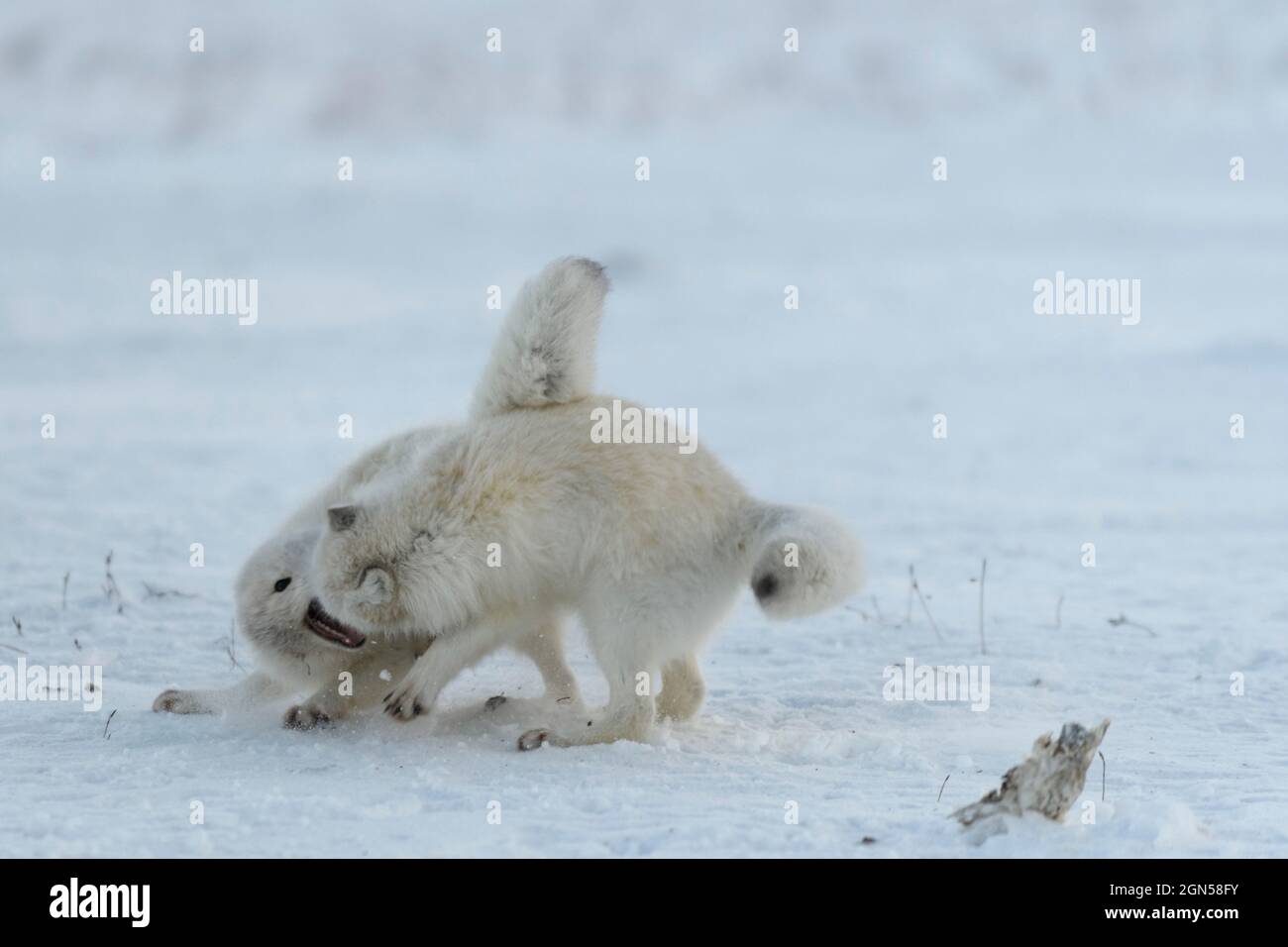 Wild arctic foxes fighting in tundra in winter time. White arctic fox ...