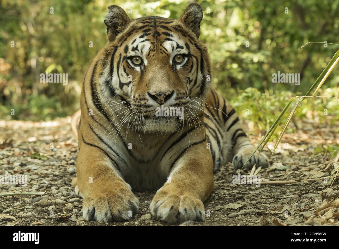 Tiger carpet hi-res stock photography and images - Alamy
