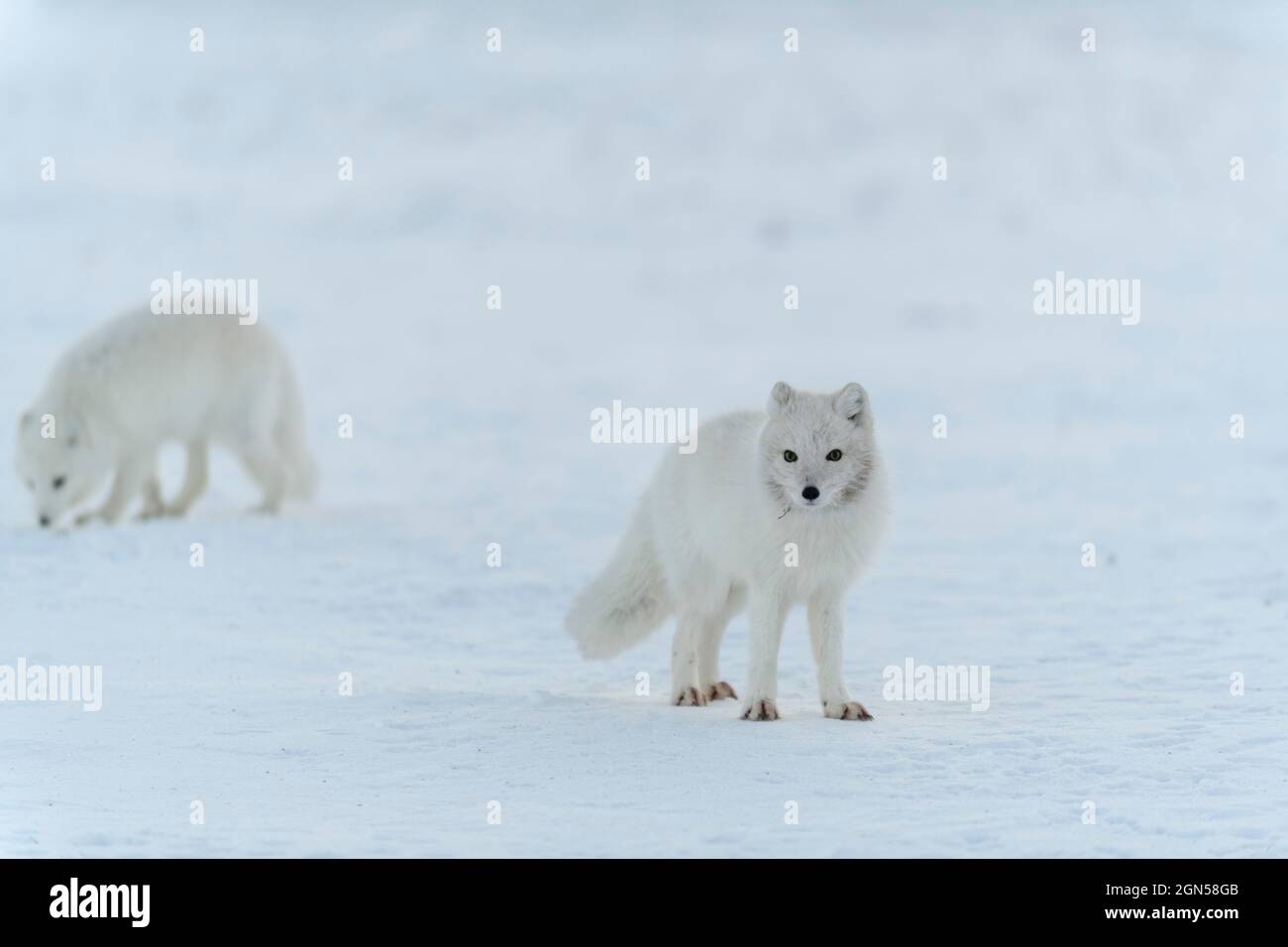 Wild arctic fox (Vulpes Lagopus) in tundra in winter time. White arctic ...