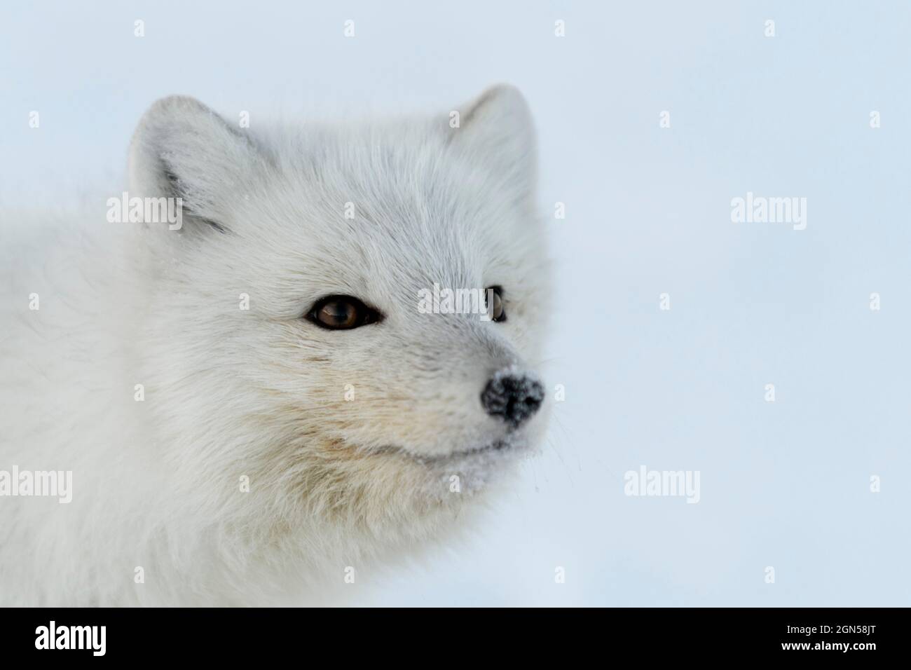 Wild arctic fox (Vulpes Lagopus) head. Arctic fox close up Stock Photo ...