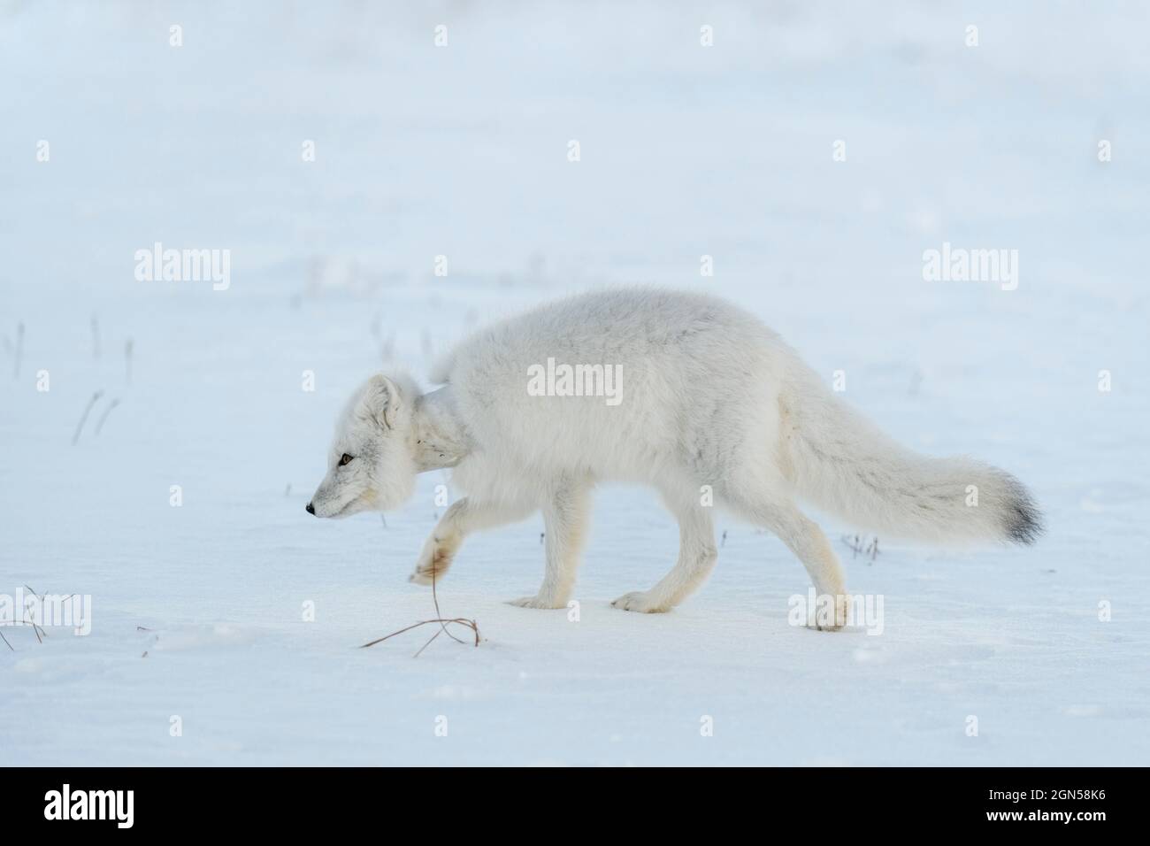 Wild arctic fox with plastic on his neck in winter tundra. Ecology ...