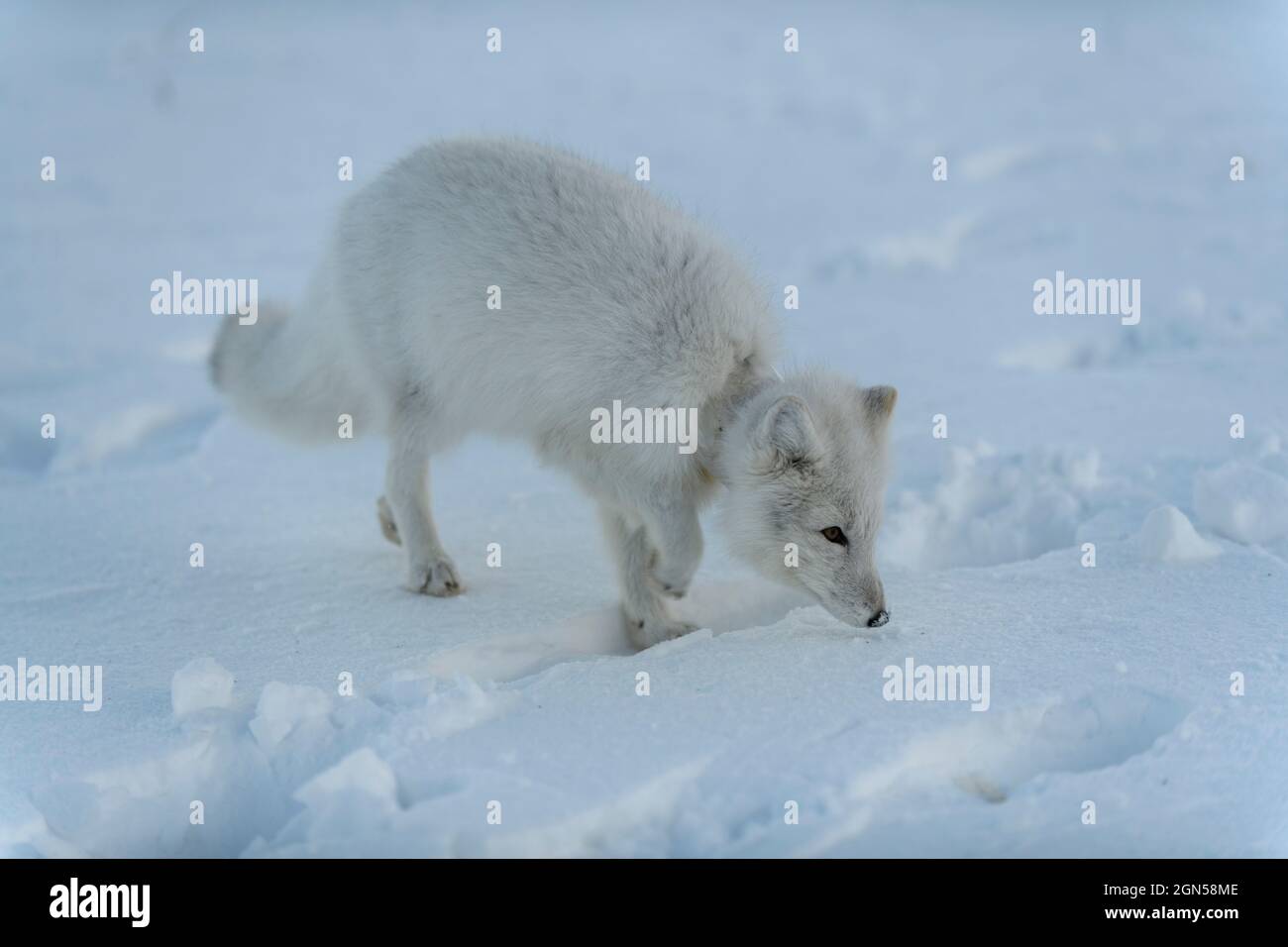 Wild arctic fox with plastic on his neck in winter tundra. Ecology ...