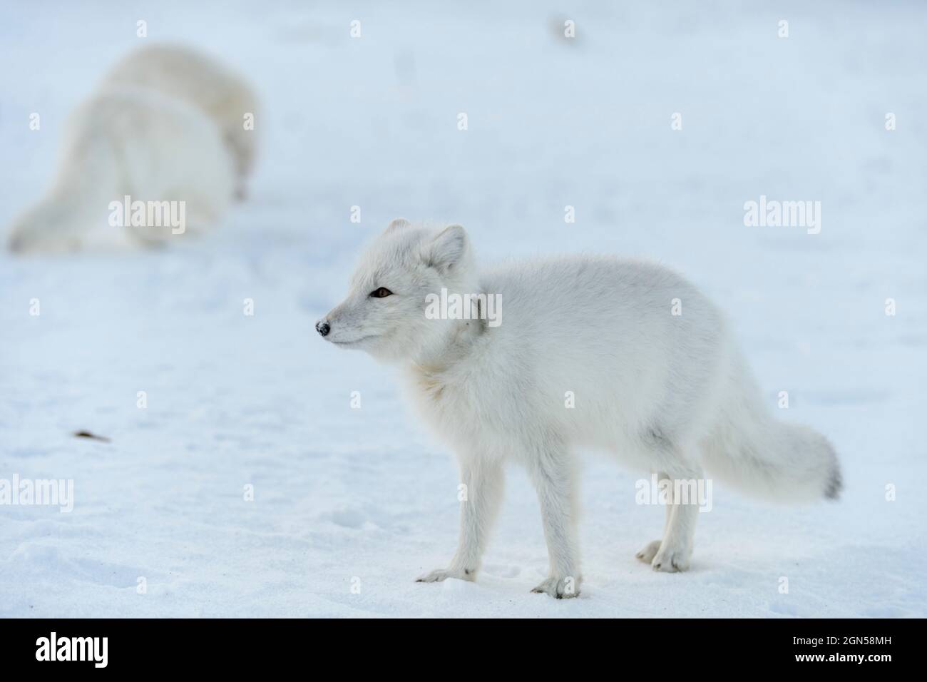 Wild arctic fox with plastic on his neck in winter tundra. Ecology ...
