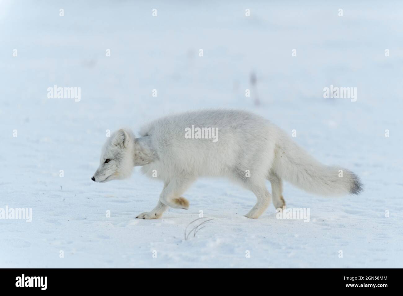 Wild arctic fox with plastic on his neck in winter tundra. Ecology ...