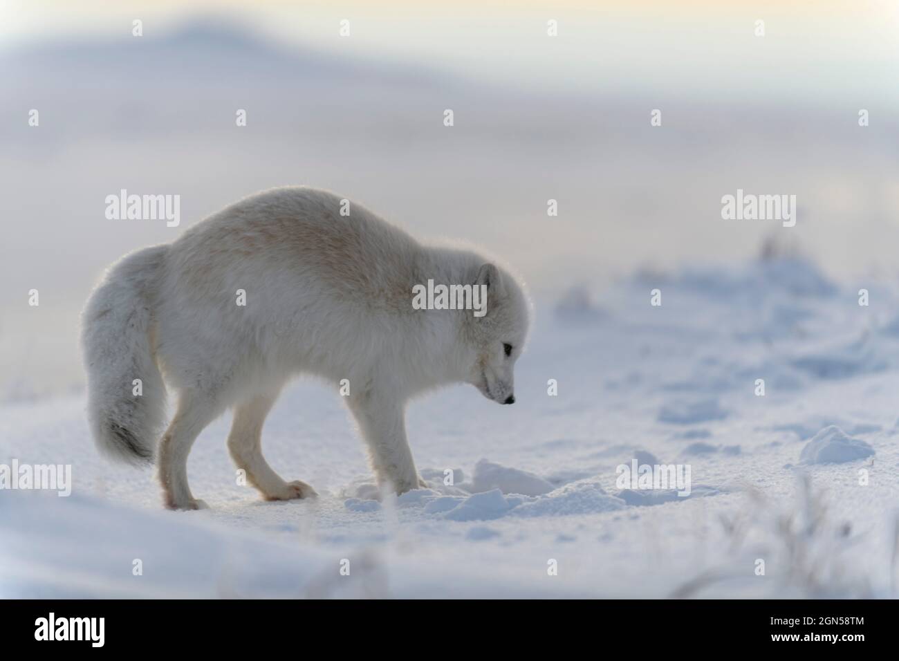 Wild arctic fox (Vulpes Lagopus) in tundra in winter time. White arctic ...