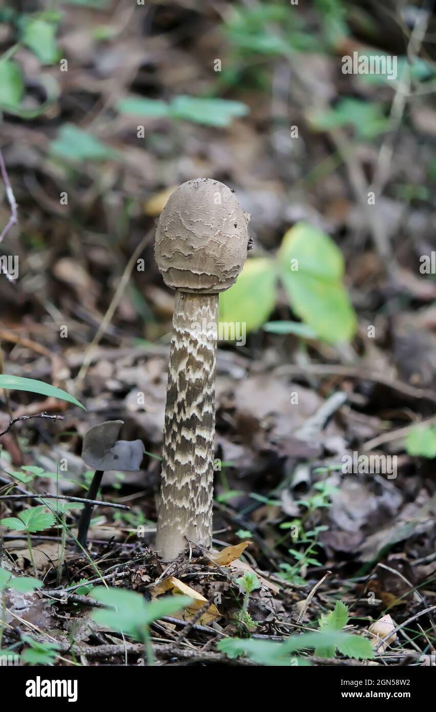 Mushrooms growing in wild hi-res stock photography and images - Alamy