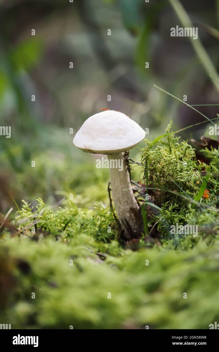 Mushrooms growing in wild hi-res stock photography and images - Alamy
