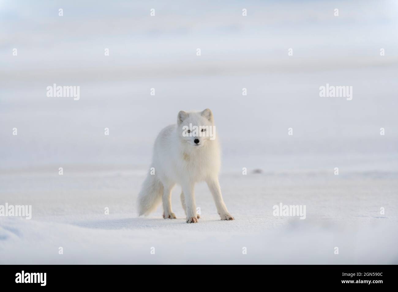 Wild arctic fox (Vulpes Lagopus) in tundra in winter time. White arctic ...