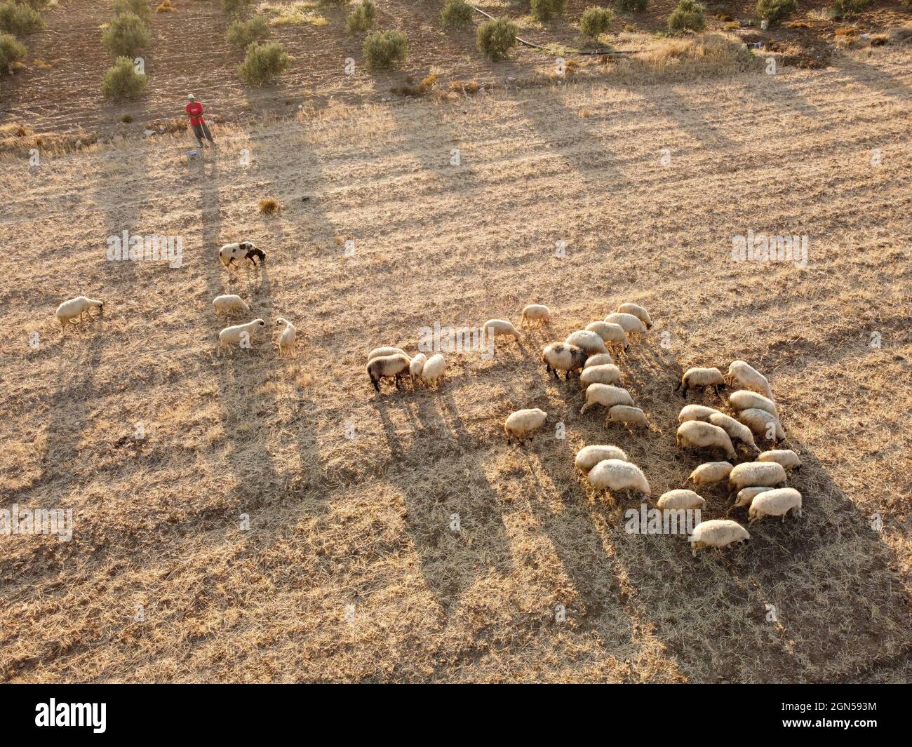 Flock of sheep in a field Stock Photo - Alamy