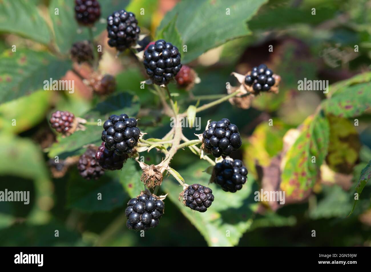 Ripe Wild Blackberries (Rubus Fruticosus) in a Scottish Hedgerow in ...