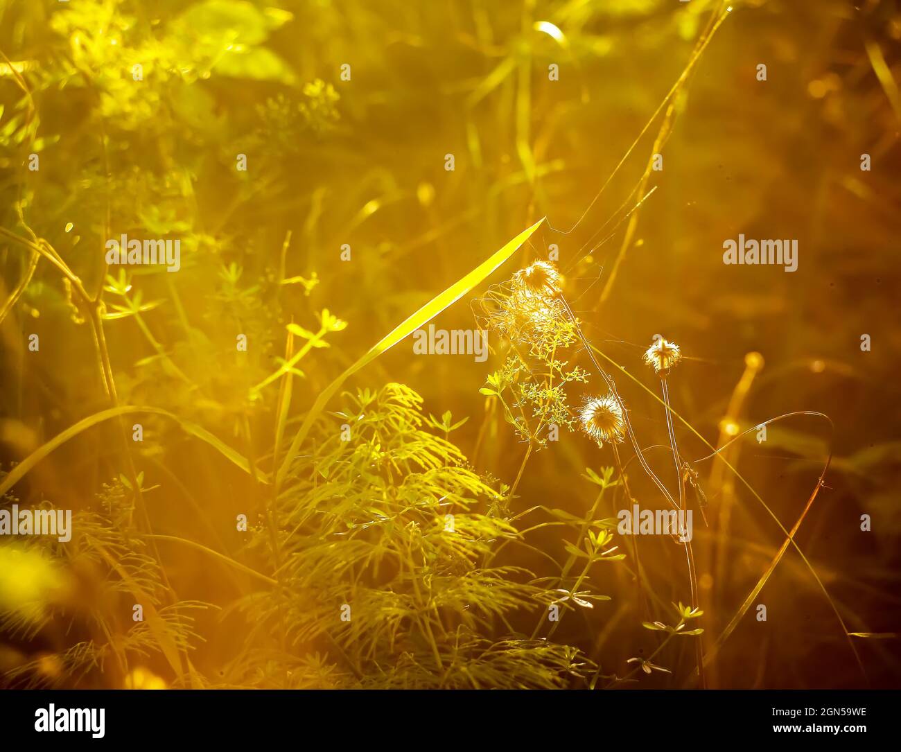 Tree branches in sunlight in summer forest. Light and shadows. Summer ...