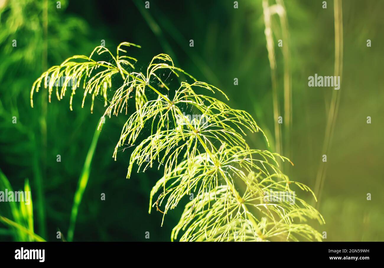Horsetail plant close up. Equisetum, snake grass, puzzlegrass Stock ...