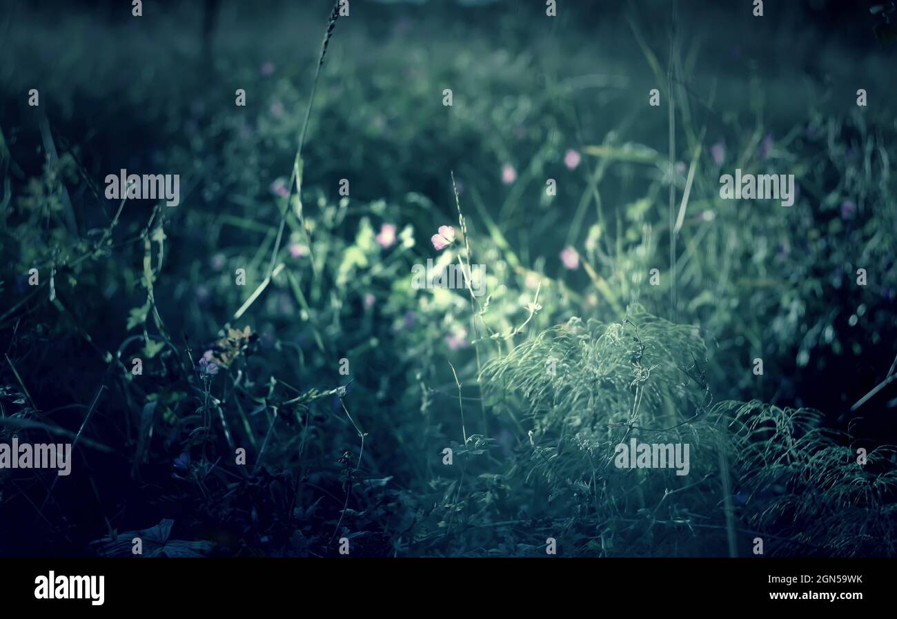 Tree branches in summer forest. Light and shadows. Summer nature ...