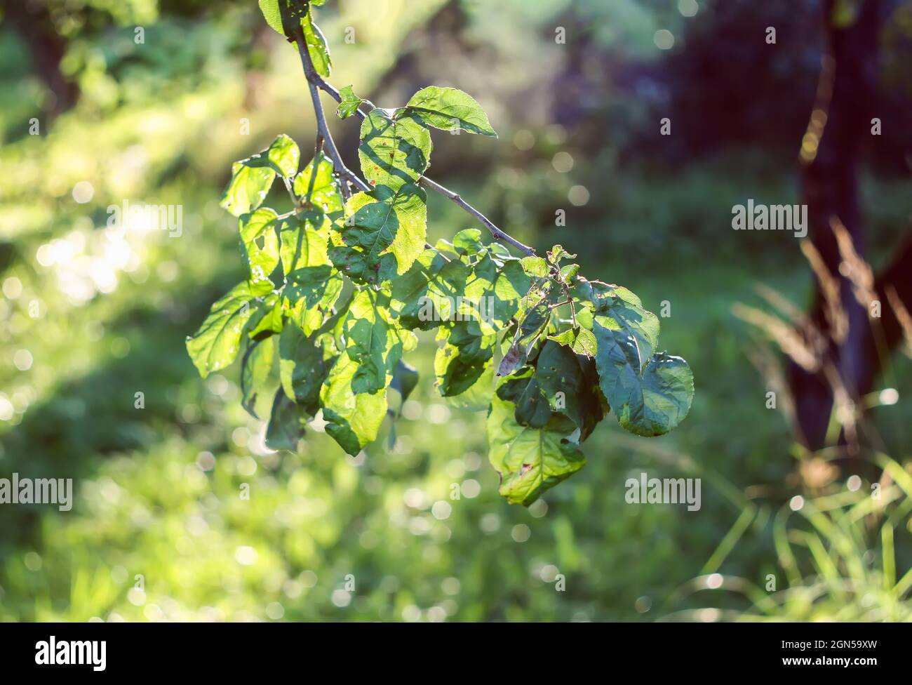 Apple tree green leaves in sunlight in summer garden Stock Photo - Alamy