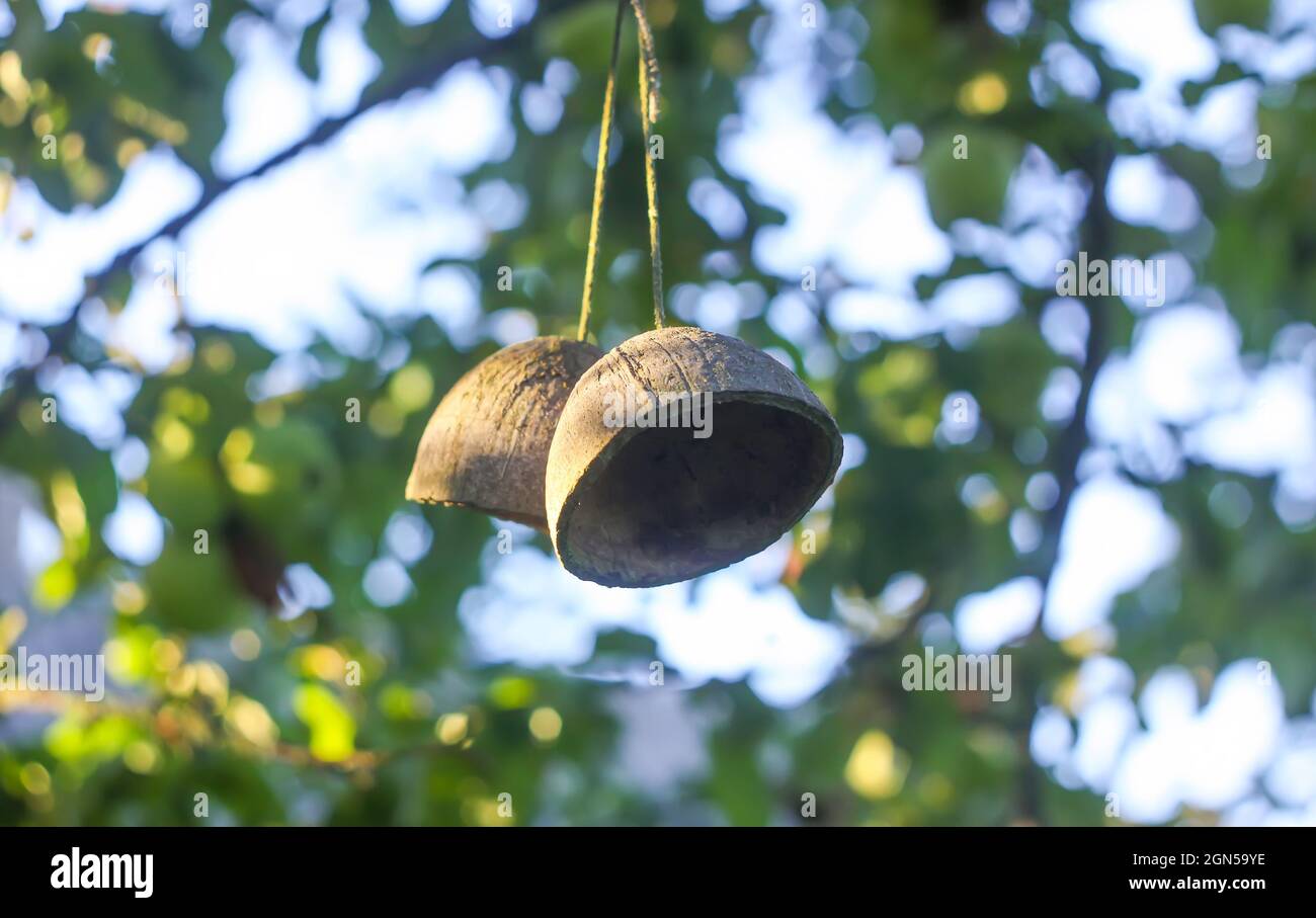 Decor made of the dried half a coconut hanging on a tree branch in ...