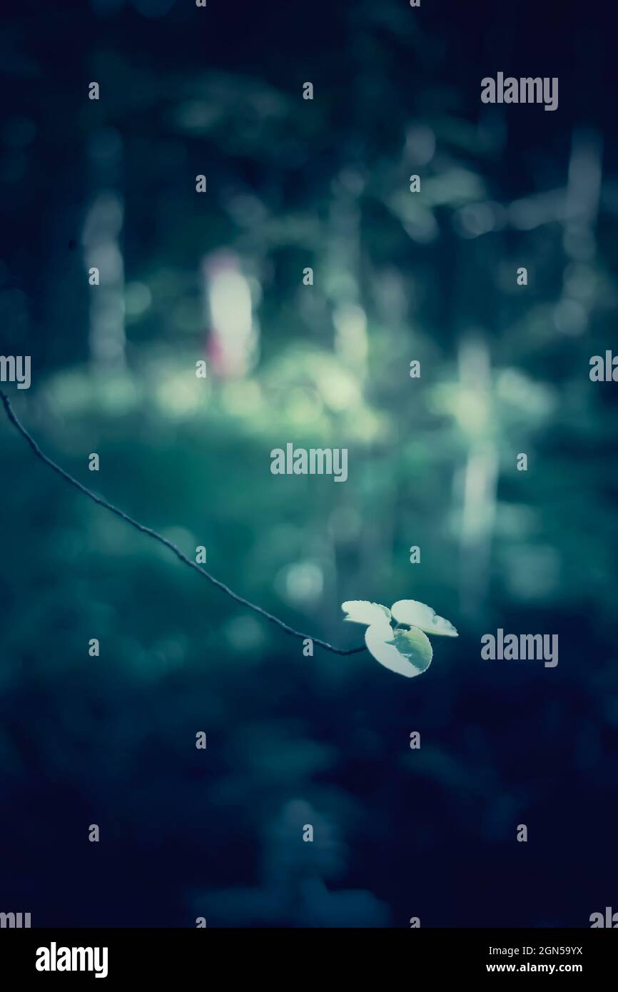 Tree branches in summer forest. Light and shadows. Summer nature ...